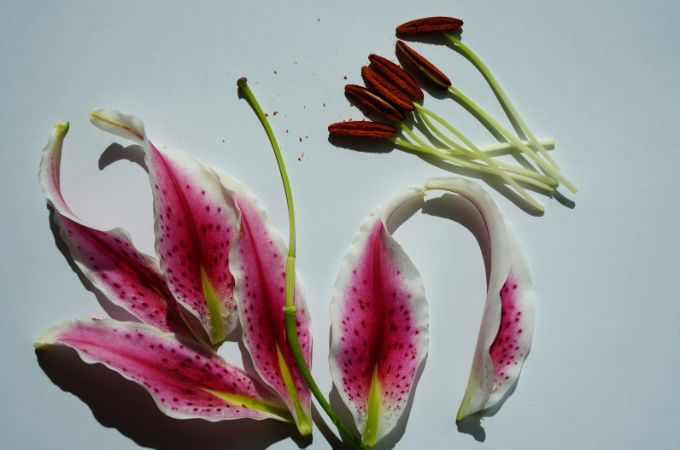 फूल के विभिन्न भाग और उनके कार्य Parts Of Flower And Their Functions